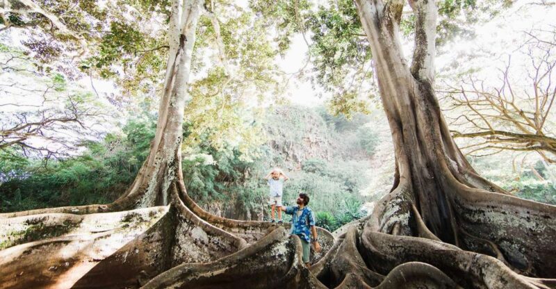 Kauai: Allerton Garden Guided Group Walking Tour - Price and Value