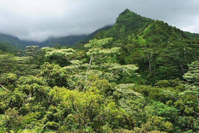 Kauai Cruise Ship Shore Excursion Journey to Waimea Canyon - Comfortable Transportation and Professional Guides