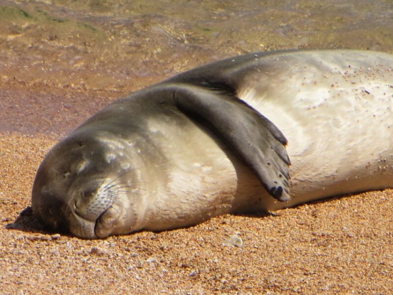 Kauai: Half-Day Kauai Adventure - The Experience Lived Through the Reviews