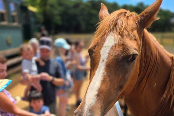 Kauai Hop On Hop Off Tour - Exploring Kauai’s East Side: A Closer Look at the Itinerary