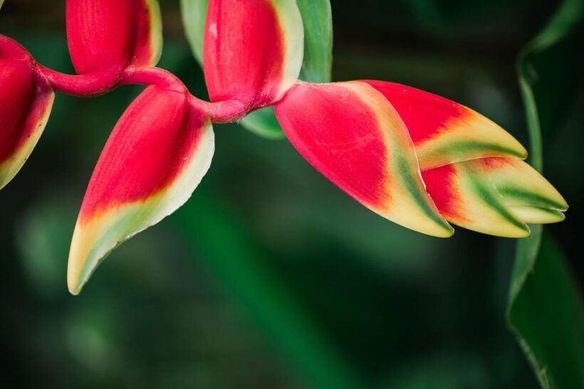 Kauai: McBryde Garden Self Guided Visit - Who Will Love This Experience?