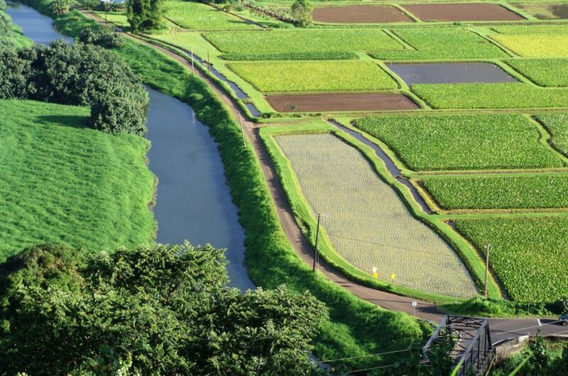 Kauai Northeast Tour, Fern Grotto River Cruise & Lighthouse - The Experience: Practical Details and Tour Atmosphere
