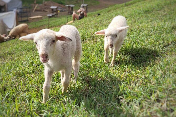 Kauai Private Baby Farm Animal Experience & Micro Dairy Immersion - Authentic Reviews and Insights