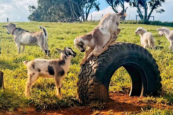 Kauai Private Baby Farm Animal Experience & Micro Dairy Immersion - Practical Details and Considerations