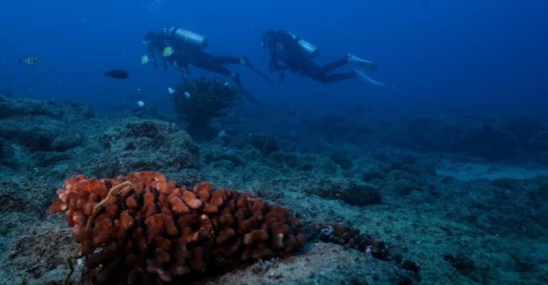 Kauai: Shore Diving at Koloa Landing, Poipu - Who Should Consider This Tour?