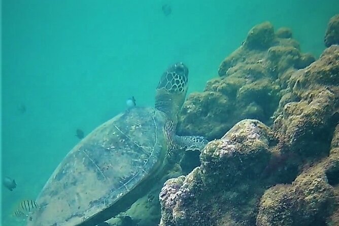 Kauai Snorkeling Adventure - Who Should Consider This Experience?