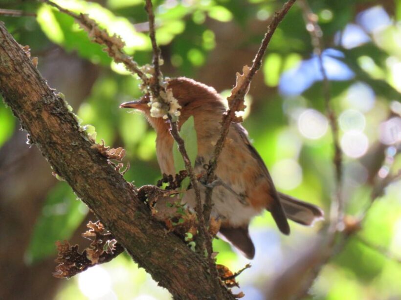 Kauai: Waimea Canyon & Kokee State Park Private Tour - What’s Included and What’s Not