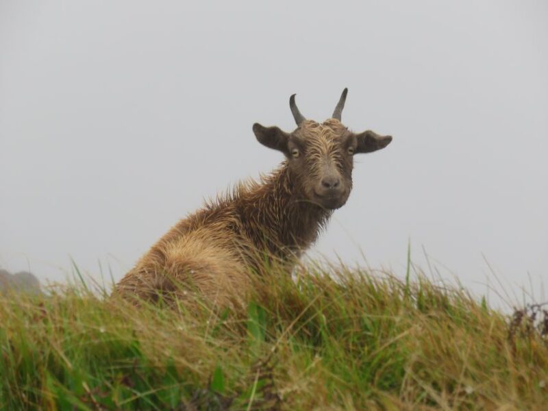 Kauai: Waimea Canyon & Kokee State Park Private Tour - Insights from Reviews