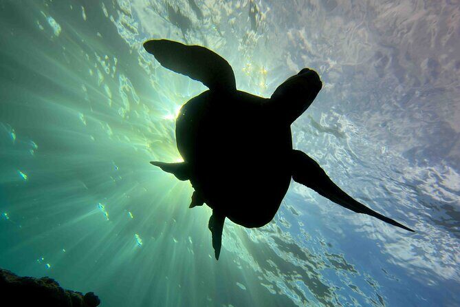 Kauai's Exclusive Morning Scuba Charter for Experienced Divers - Practical Details