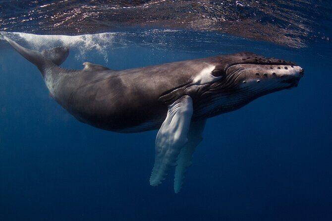 Kauai's Exclusive Morning Scuba Charter for Experienced Divers - FAQ