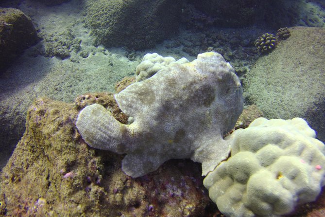 Kauais Ultimate Boat 2 Tank Adventure Dive Certified Divers Only - Health and Safety Guidelines