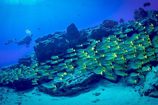 Kauais Ultimate Boat 2 Tank Adventure Dive Certified Divers Only - Traveler Reviews and Ratings