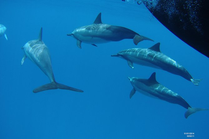 Kauais Ultimate Boat 2 Tank Adventure Dive Certified Divers Only - Frequently Asked Questions