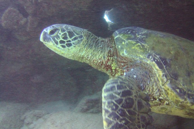 Kauais Ultimate Discover Scuba Dive - OCEAN EXPERIENCE (1 Tank Dive) - Participant Qualifications