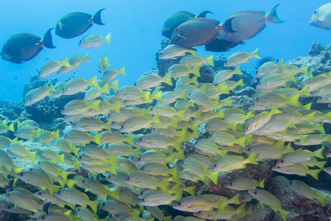 Kauais Ultimate Discover Scuba Dive - OCEAN EXPERIENCE (1 Tank Dive) - Feedback From Travelers