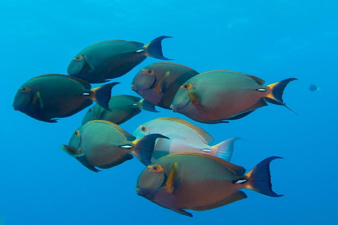 Kauais Ultimate Discover Scuba Dive - OCEAN EXPERIENCE (1 Tank Dive) - Planning Your Scuba Diving Adventure