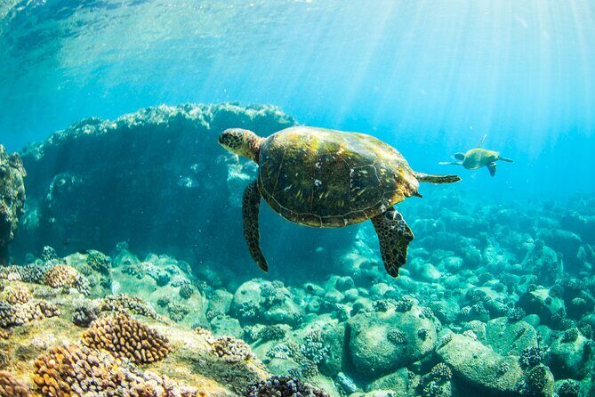 Kauai's Ultimate Guided Shore Snorkel (NO BOAT): North Anini - What to Expect from the Tour