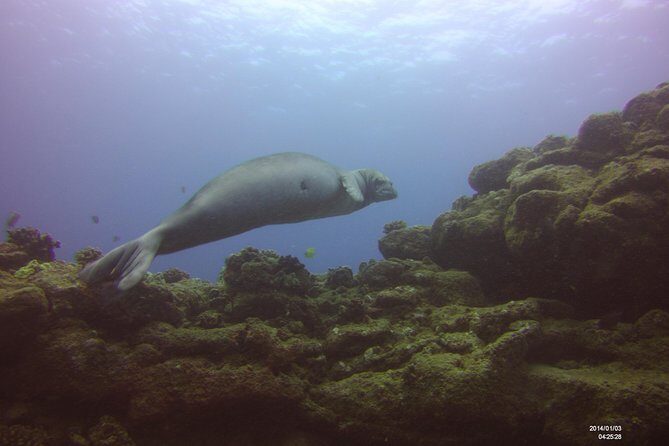 Kauai's Ultimate Scooter Adventure 2 Tank Dive (Advance Certified Divers Only) - Final Thoughts