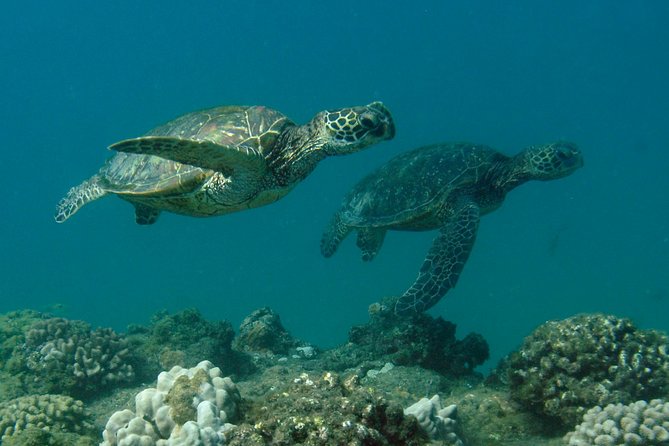 Kauai's Ultimate South Island Zodiac Boat Snorkel Adventure - Practical Details: What to Expect and What It Means for You