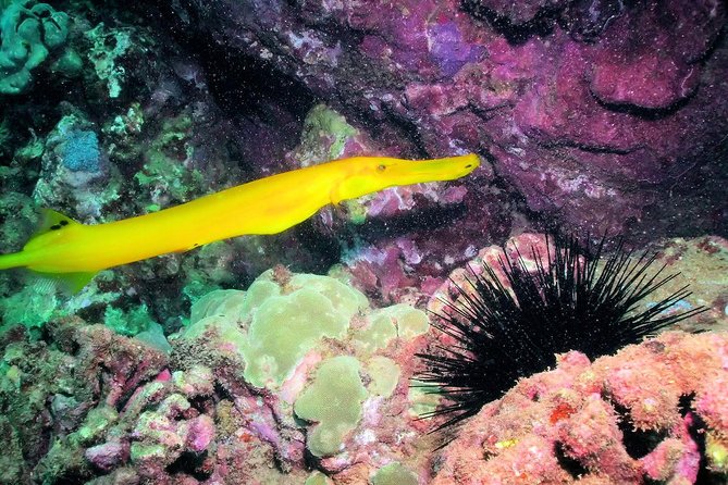 Kauais Ultimate South Shore 2 Tank Dive (Certified Divers Only) - Dive Details