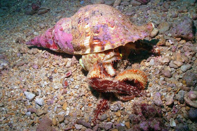 Kauais Ultimate South Shore 2 Tank Dive (Certified Divers Only) - Meeting and Pickup Information