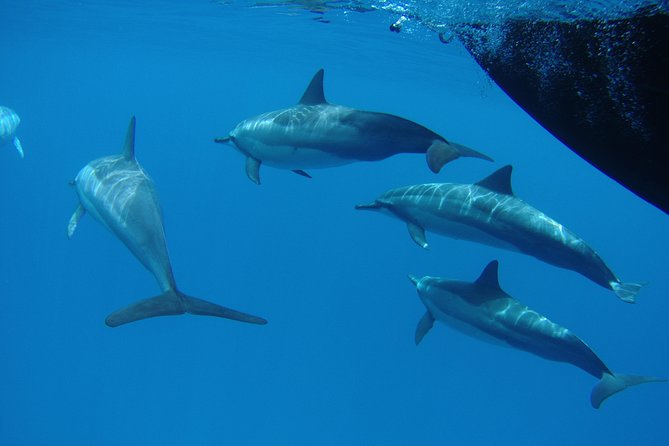 Kauais Ultimate South Side Whale & Dolphin Zodiac Boat Adventure - Inclusions and Meeting Information