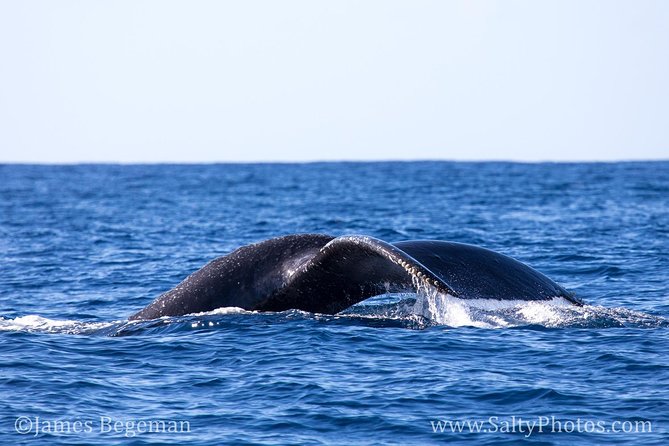 Kauais Ultimate South Side Whale & Dolphin Zodiac Boat Adventure - Negative Customer Feedback