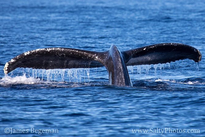 Kauais Ultimate South Side Whale & Dolphin Zodiac Boat Adventure - Overall Sentiment