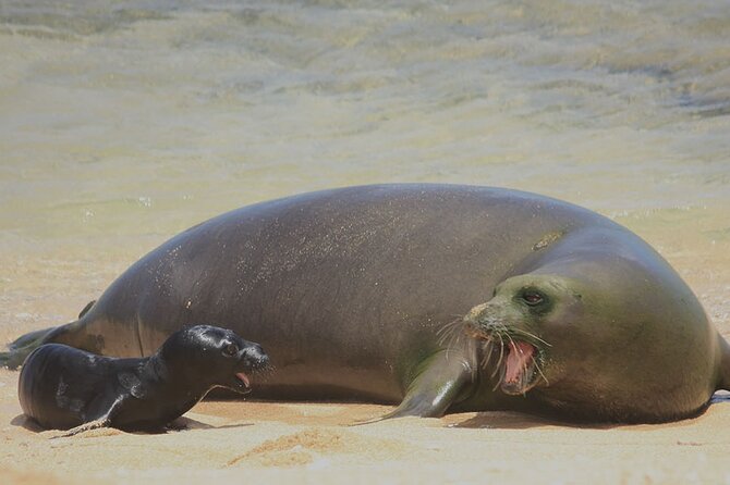 Kauais Waimea Canyon and South Side Private Guided Tour - Accessibility and Logistics
