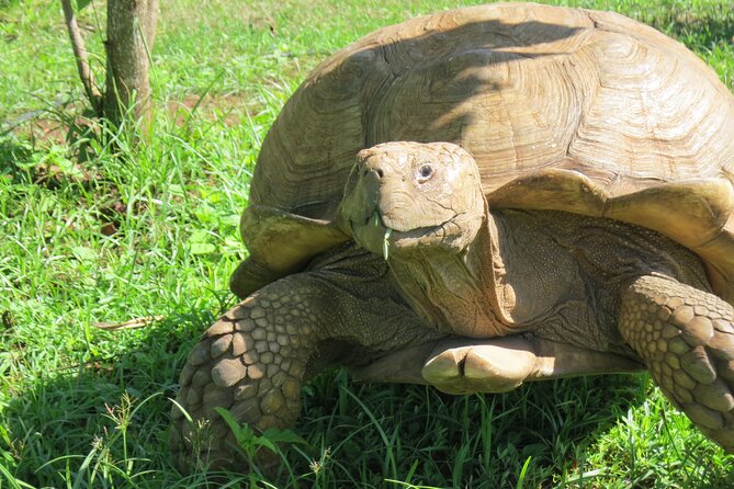 Kauais Waimea Canyon and South Side Private Guided Tour - Frequently Asked Questions