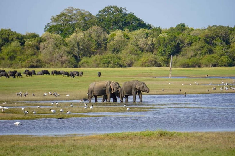 Kaudulla: Kaudulla National Park Elephant Safari - Key Points