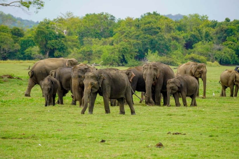Kaudulla: Kaudulla National Park Elephant Safari - What to Expect From the Kaudulla Evening Safari