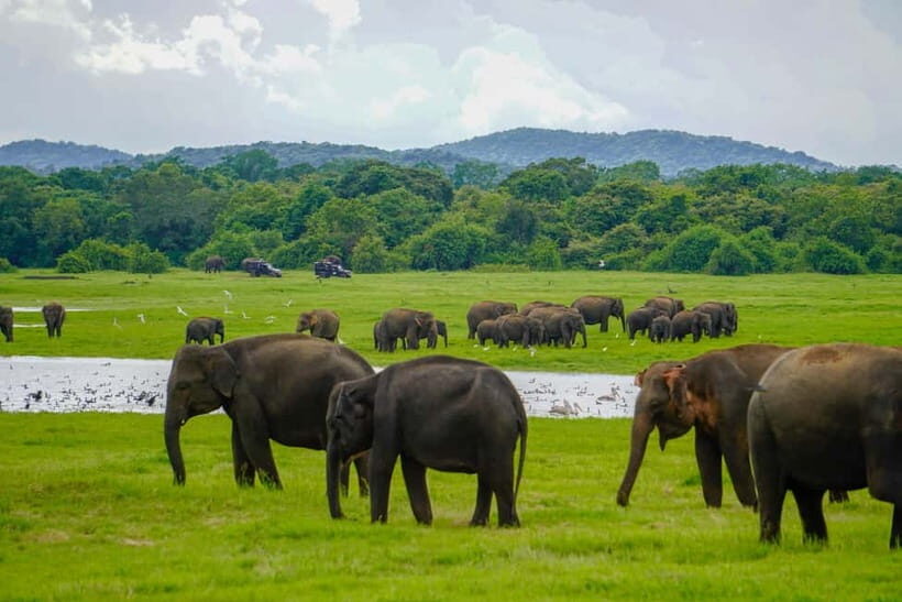 Kaudulla: Kaudulla National Park Elephant Safari - The Cost and Value Proposition