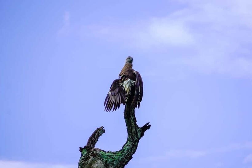Kaudulla: Kaudulla National Park Elephant Safari - Practical Tips for a Successful Safari