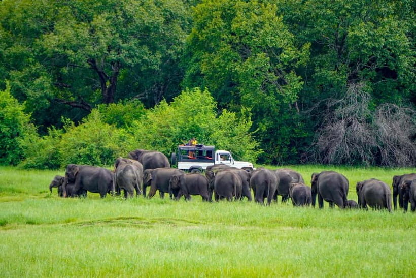 Kaudulla: Kaudulla National Park Elephant Safari - Who Should Consider This Safari?