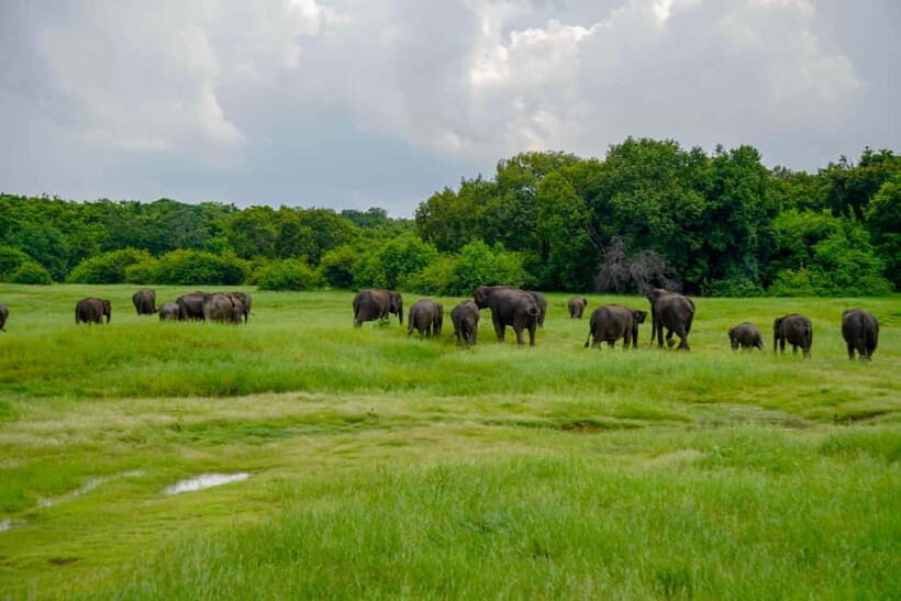Kaudulla: Kaudulla National Park Elephant Safari - FAQ