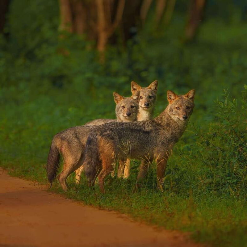 Kaudulla National Park: Elephant Safari Jeep Tour - Key Points