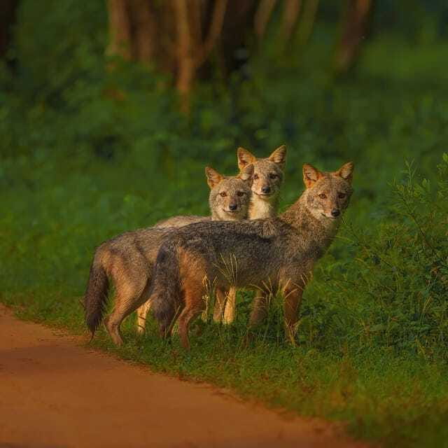 Kaudulla National Park: Elephant Safari Jeep Tour - Pros and Cons