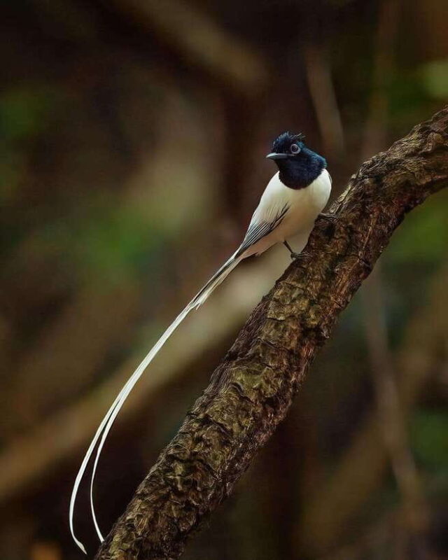 Kaudulla National Park: Elephant Safari Jeep Tour - Final Thoughts