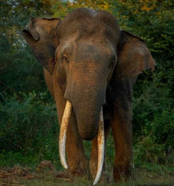 Kaudulla National Park: Elephant Safari Jeep Tour - FAQ