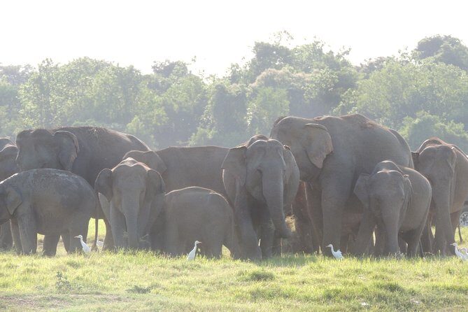 Kaudulla National Park Entrance Ticket with Private Safari - The Sum Up