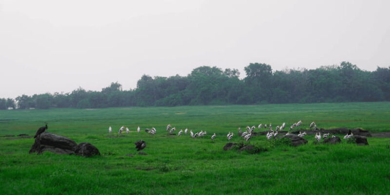 Kaudulla National Park Half Day Sri Lanka Jeep Safari - Practical Tips for Your Safari