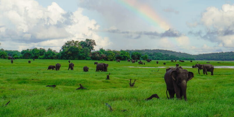 Kaudulla National Park Half Day Sri Lanka Jeep Safari - The Sum Up: Who Will Love This Safari?