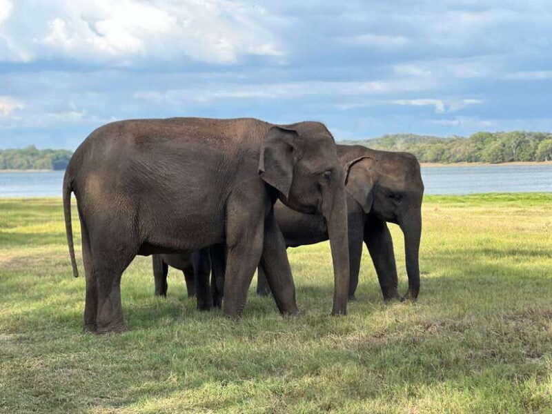 Kaudulla National Park Halfday Jeep Safari with Hotel Pickup - Key Points