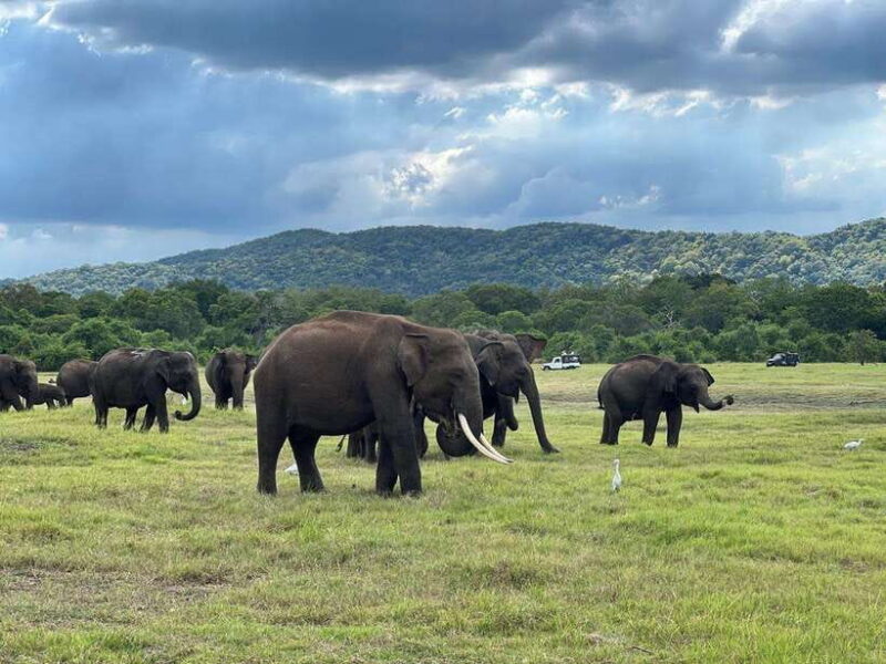 Kaudulla National Park Halfday Jeep Safari with Hotel Pickup - In-Depth Look at the Itinerary