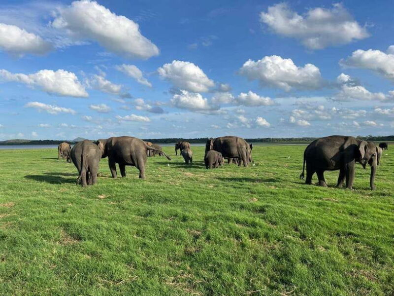 Kaudulla National Park Halfday Jeep Safari with Hotel Pickup - What Travelers Can Expect: Real Insights and Tips