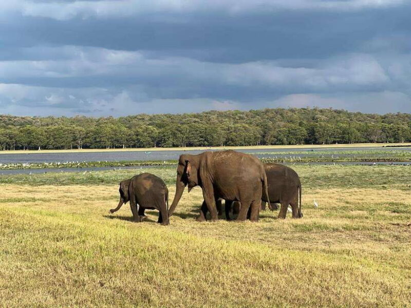 Kaudulla National Park Halfday Jeep Safari with Hotel Pickup - Pricing and Value Analysis