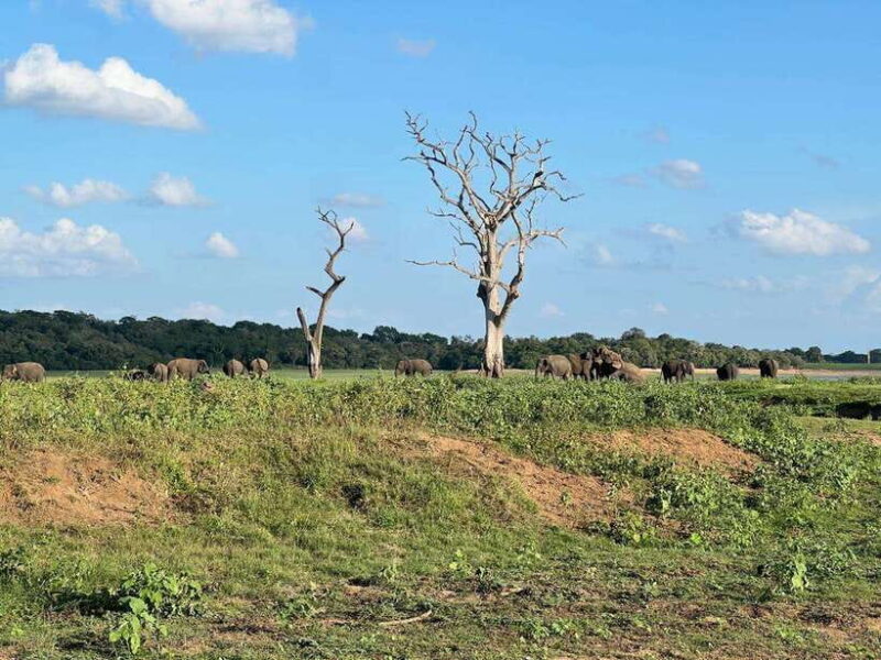 Kaudulla National Park Halfday Jeep Safari with Hotel Pickup - Who Is This Tour Best For?