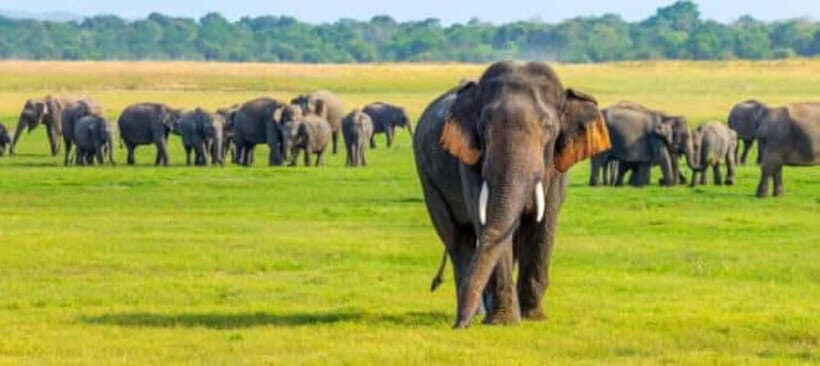 Kaudulla National Park Jeep Safari - Key Points
