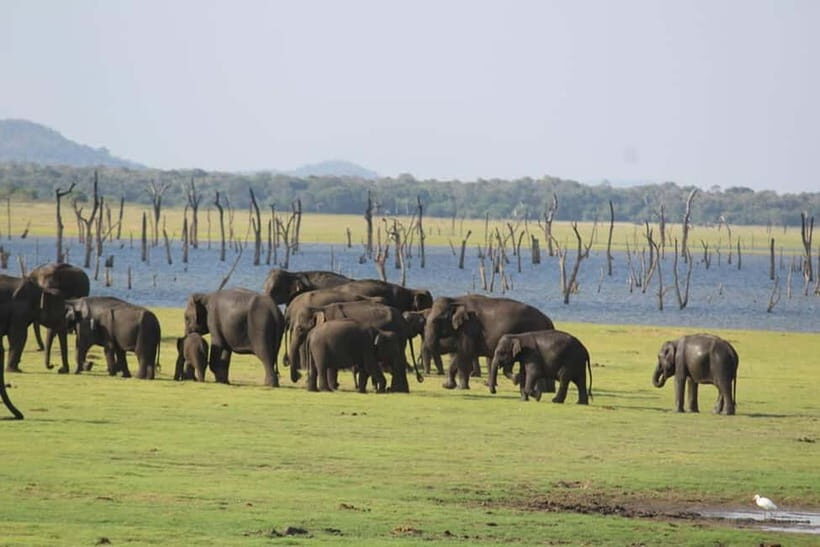 Kaudulla National Park Jeep Safari - What to Expect from the Kaudulla Safari Experience